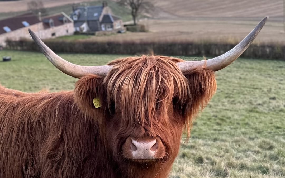 Highland Cow's at Lindores - Lindores